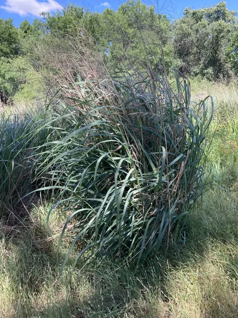 Panicum virgatum 'Sunburst' - Grass,Herbaceous Plants,Web page ...
