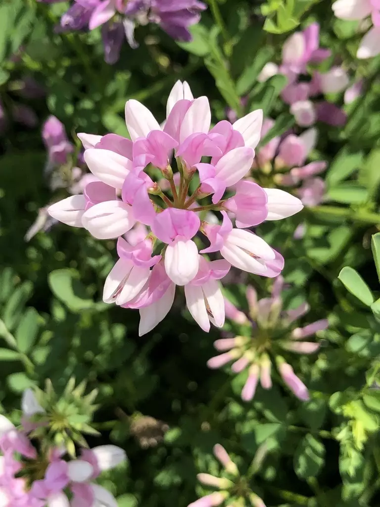 Coronilla varia - Herbaceous Plants,Vine - Crown Vetch, Purple Crownvetch