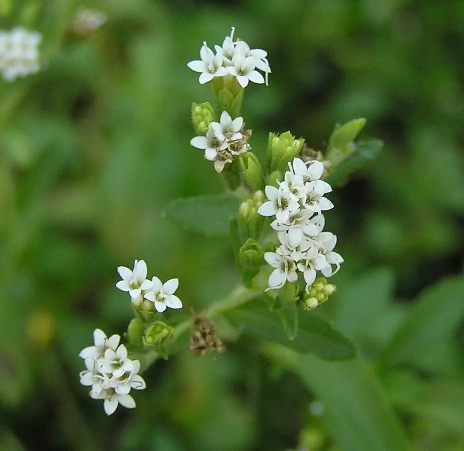 Stevia rebaudiana - Herb,Herbaceous Plants,Web page Navigation ...