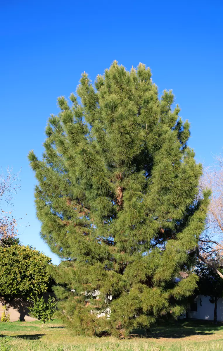 Pinus eldarica - Common Bonsai,Conifer,Evergreen Leaves - Afghan Pine ...