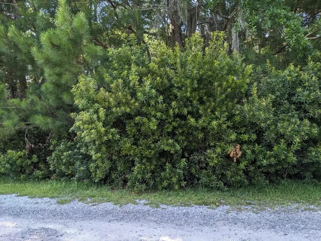 Myrica cerifera dried berries - Shrub - Southern Wax Myrtle