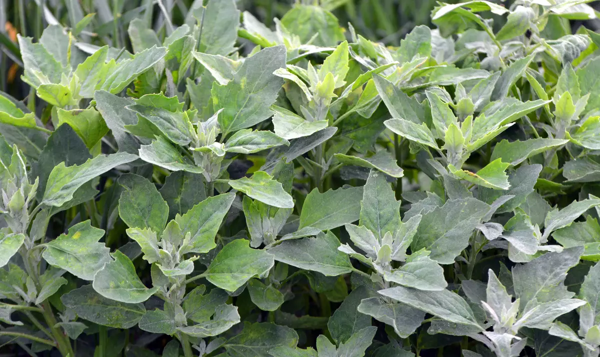 Chenopodium album - Web page Navigation - Lamb's Quarters, Lambsquarters