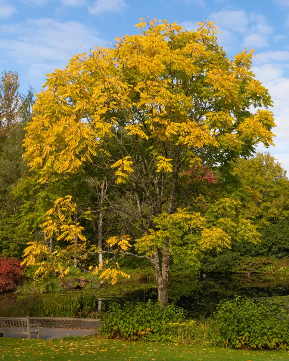Toona sinensis - Deciduous,Hardwood,Medicinal Herbs,Shade Tree,Tree,Web ...