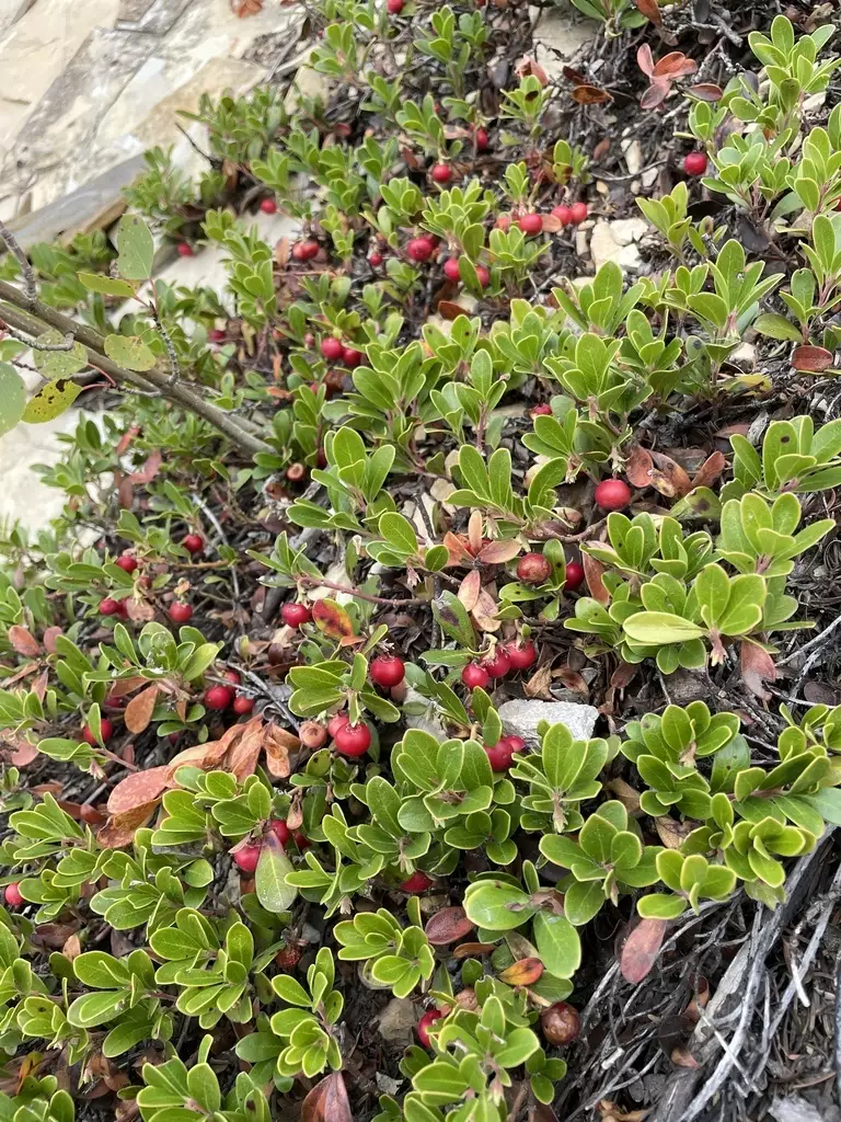 Arctostaphylos uva-ursi - Medicinal Herbs,Shrub - Bearberry, Kinnikinick