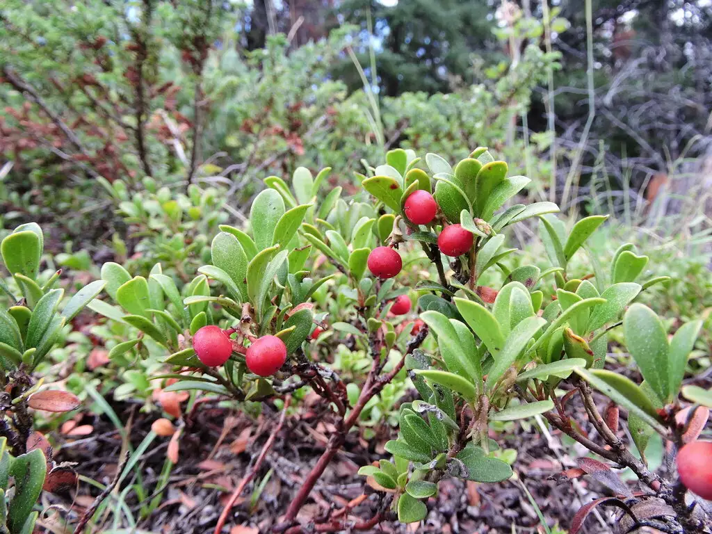 Arctostaphylos uva-ursi - Medicinal Herbs,Shrub - Bearberry, Kinnikinick