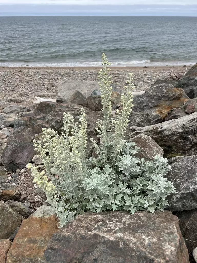 Artemisia stelleriana - Herb,Herbaceous Plants,Web page Navigation ...