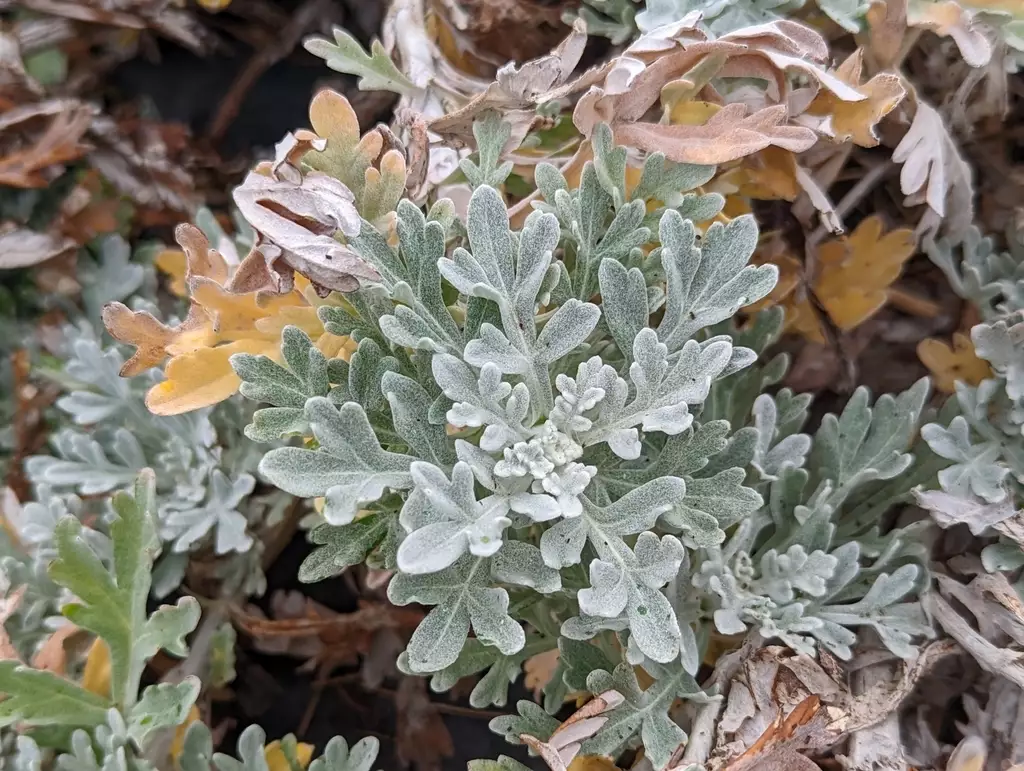 Artemisia stelleriana - Herb,Herbaceous Plants,Web page Navigation ...