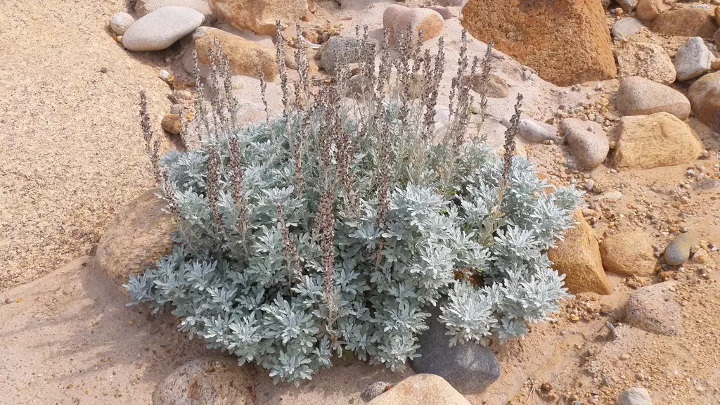 Artemisia stelleriana - Herb,Herbaceous Plants,Web page Navigation ...