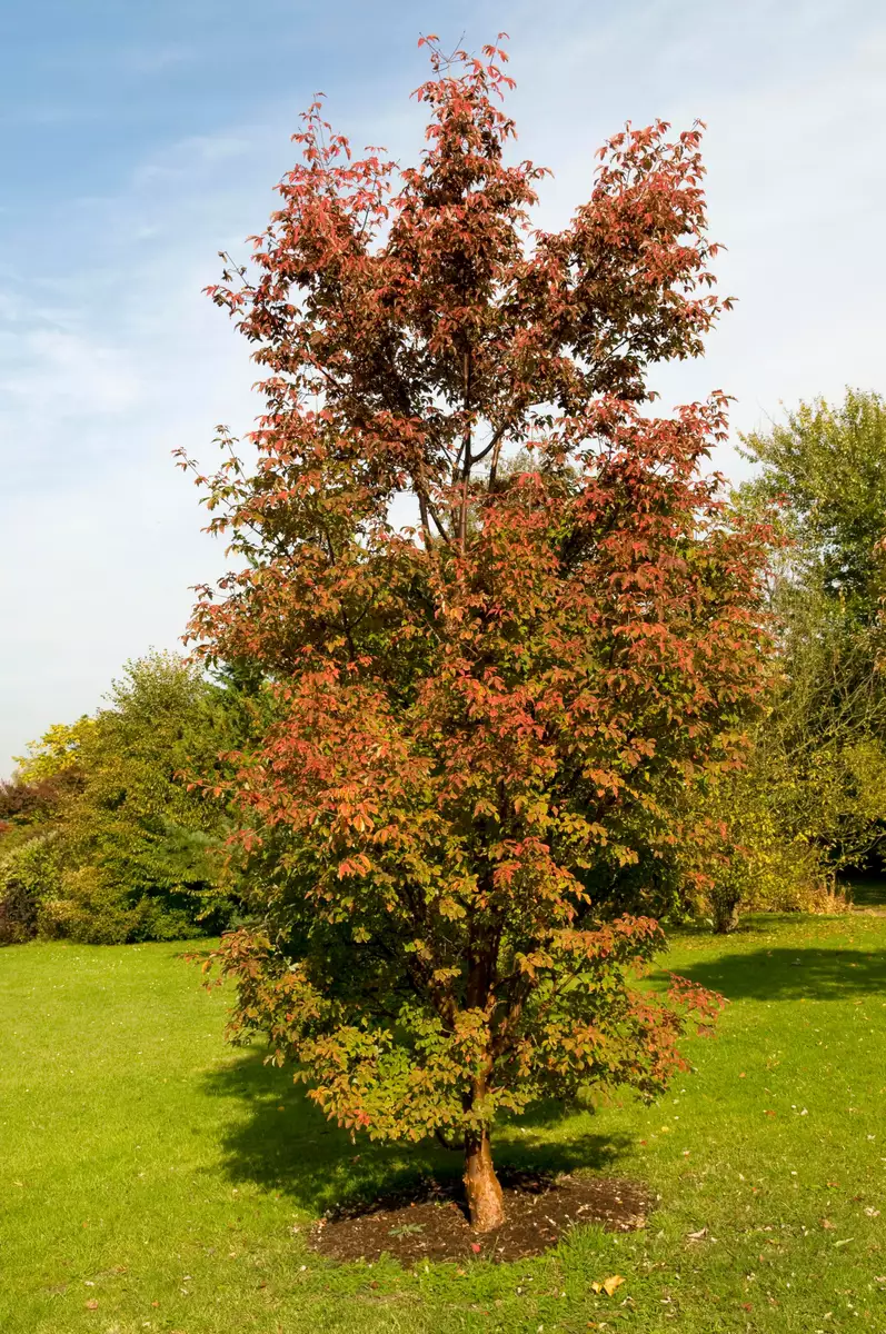 Acer griseum fresh/green seed - Hardwood - Paper Bark Maple, Paperbark ...