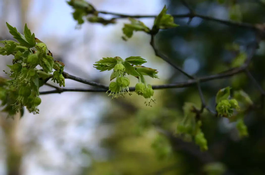 Acer griseum fresh/green seed - Hardwood - Paper Bark Maple, Paperbark ...