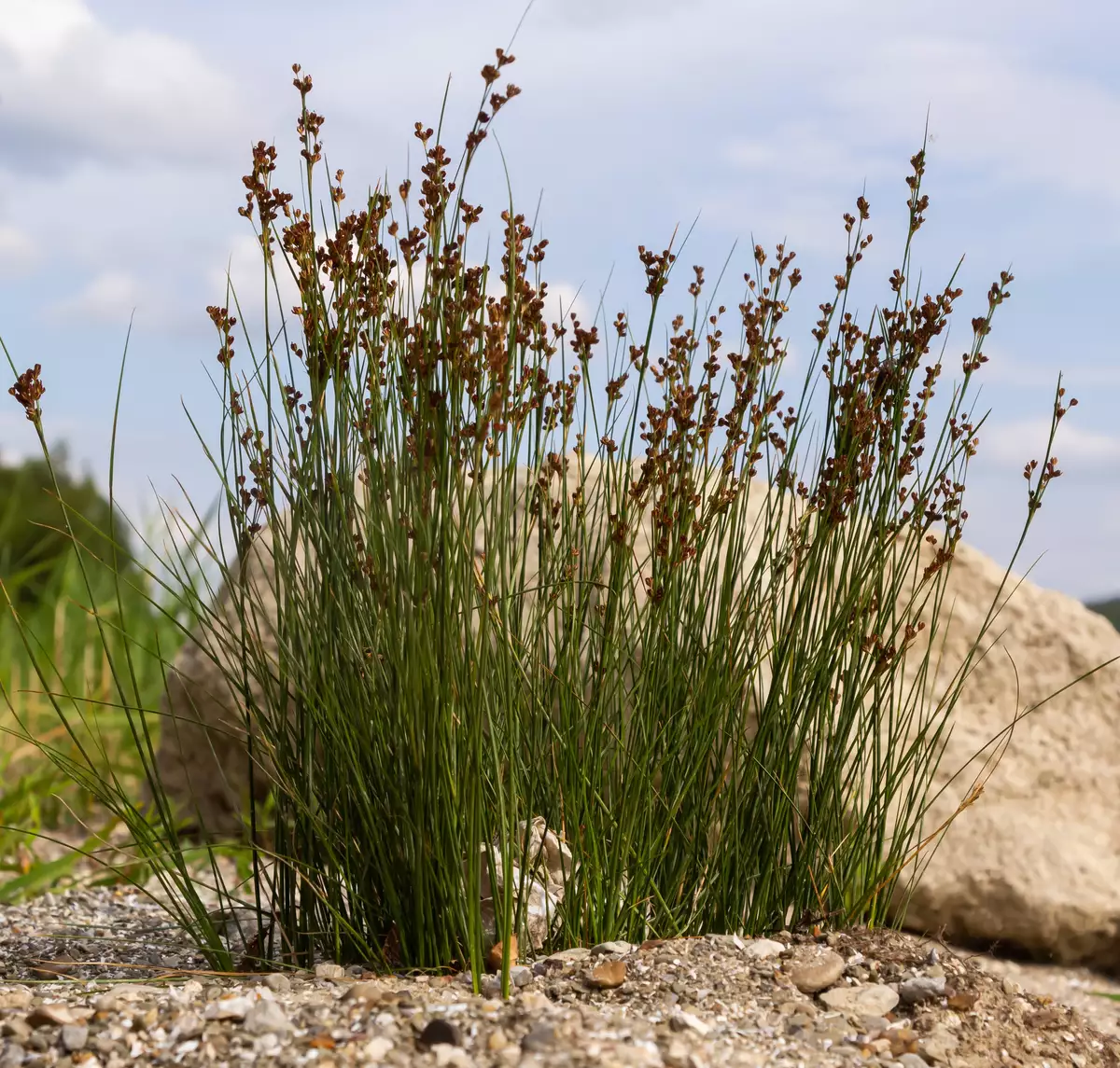 Juncus effusus - Grass,Herbaceous Plants,Medicinal Herbs,Web page ...