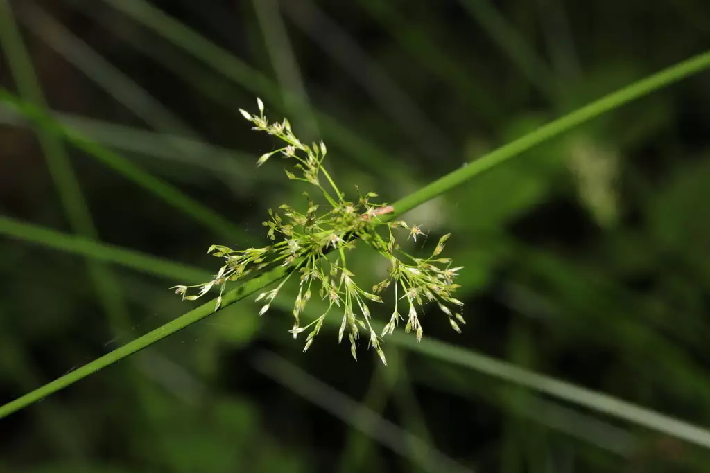 Juncus effusus - Grass,Herbaceous Plants,Medicinal Herbs,Web page ...