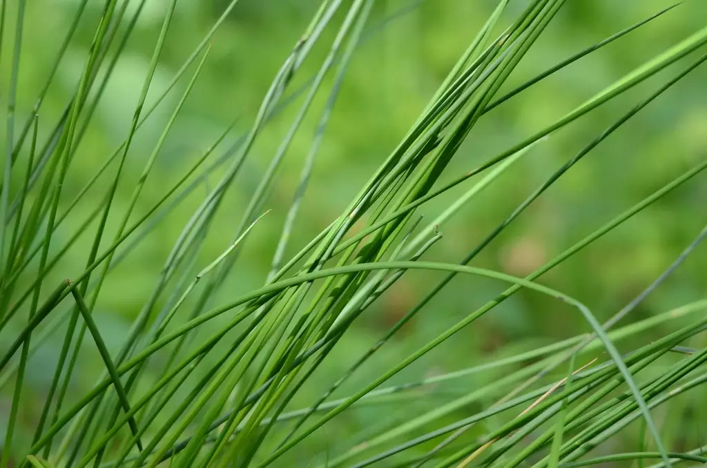 Juncus effusus - Grass,Herbaceous Plants,Medicinal Herbs,Web page ...