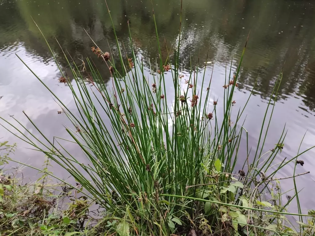 Juncus effusus - Grass,Herbaceous Plants,Medicinal Herbs,Web page ...