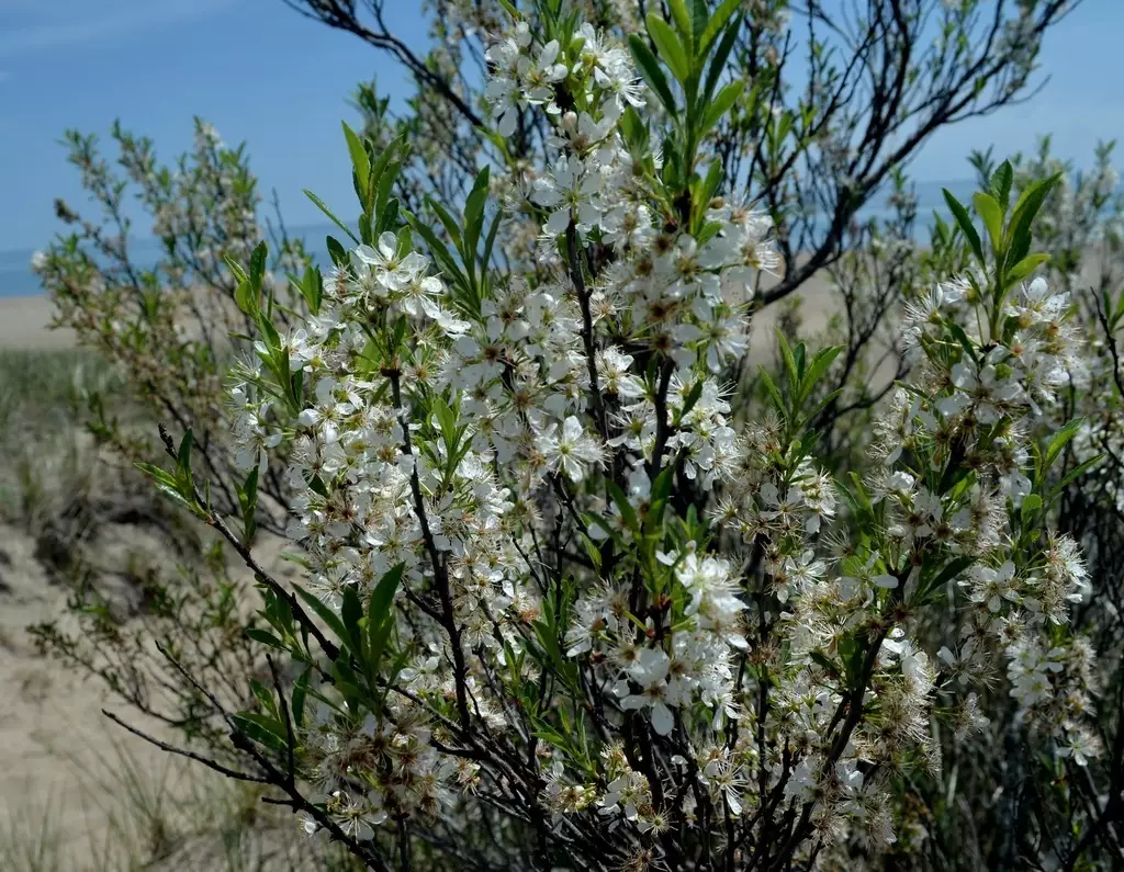 Prunus pumila - Shrub,Web page Navigation - Eastern Sand Cherry, Sandcherry