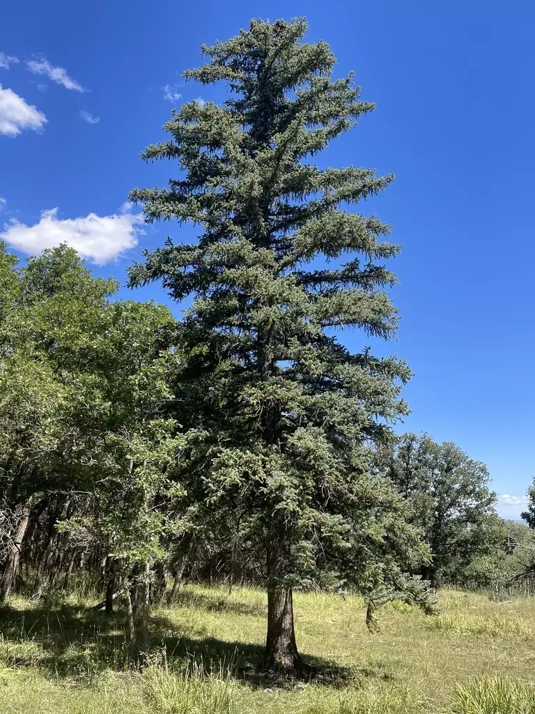 Picea pungens var. glauca AZ Kaibab - Common Bonsai,Conifer - Blue Spruce