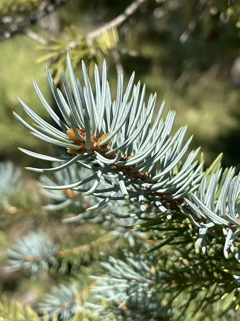 Picea pungens var. glauca AZ Kaibab - Common Bonsai,Conifer - Blue Spruce