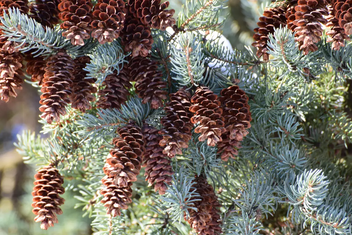 Picea pungens var. glauca NM Carson - Common Bonsai,Conifer - Blue ...