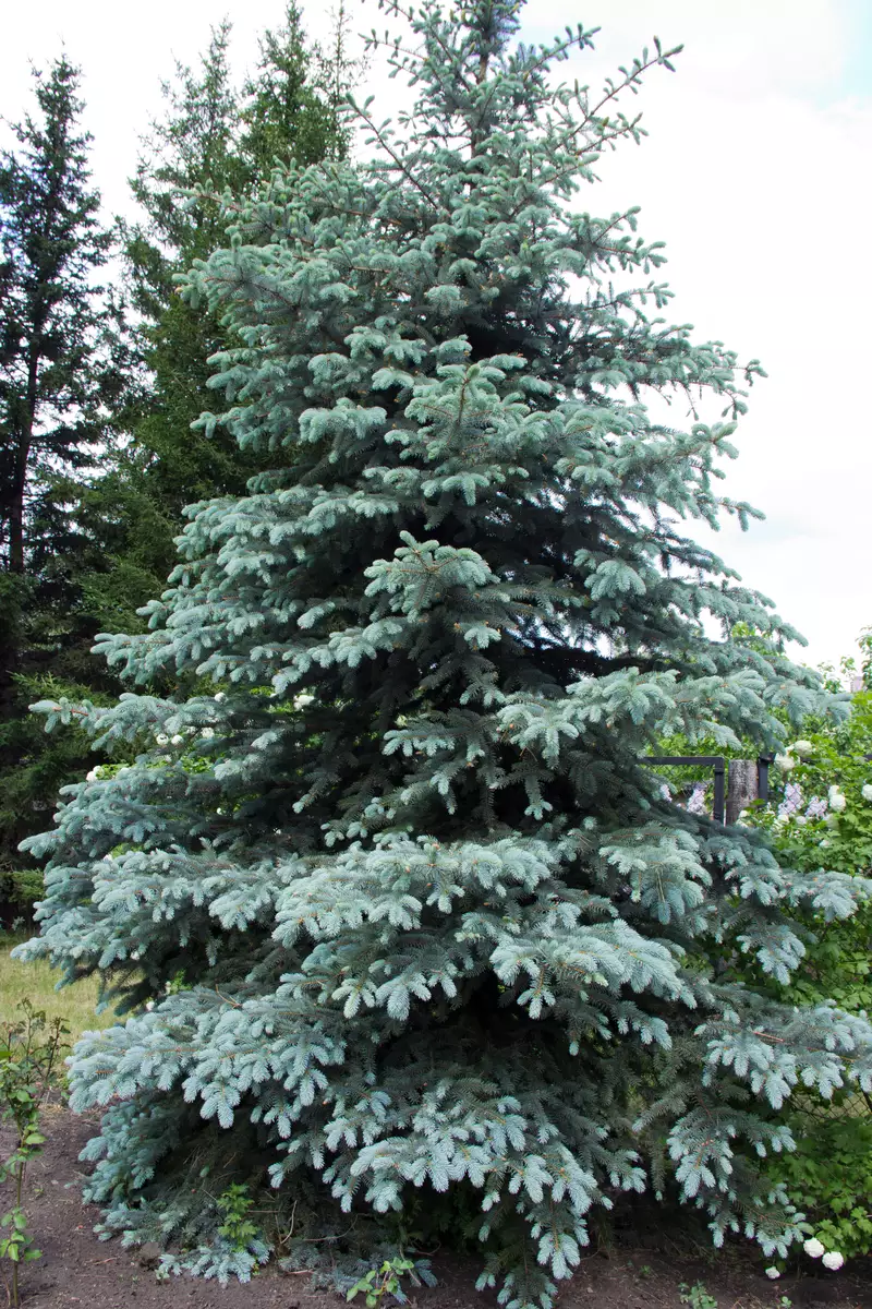 Picea pungens var. glauca NM Carson - Common Bonsai,Conifer - Blue ...