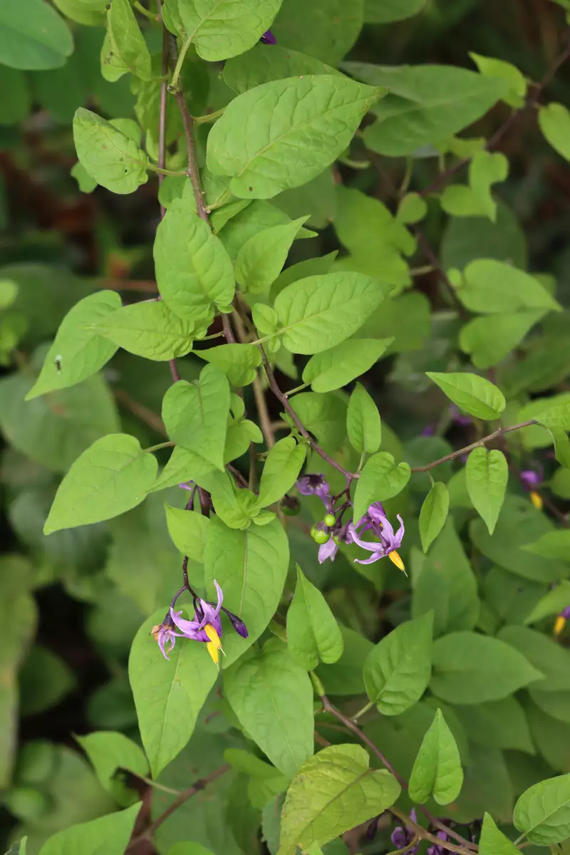 Solanum dulcamara - Medicinal Herbs,Vine - Bittersweet Nightshade ...