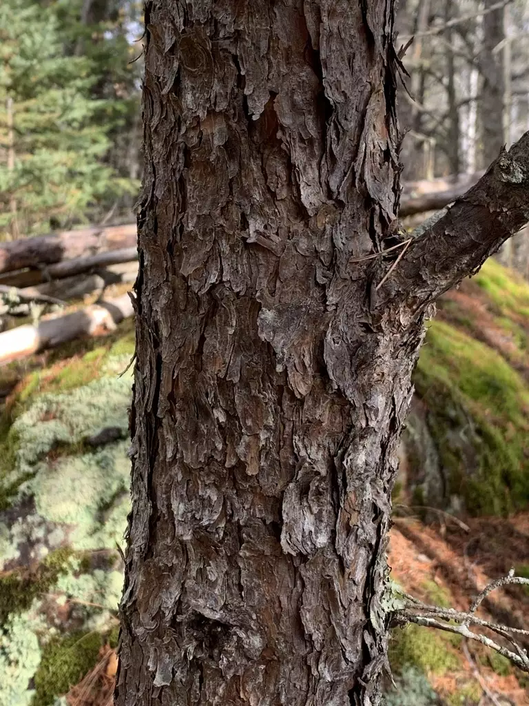 Pinus banksiana - Common Bonsai,Conifer - Black Pine, Gray Pine, Jack Pine, Scrub Pine