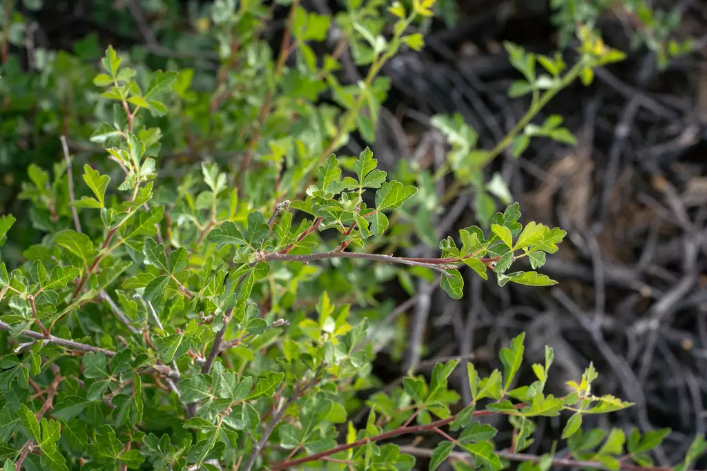 Rhus trilobata - Medicinal Herbs,Shrub - Skunk Brush Sumac, Skunkbush Sumac