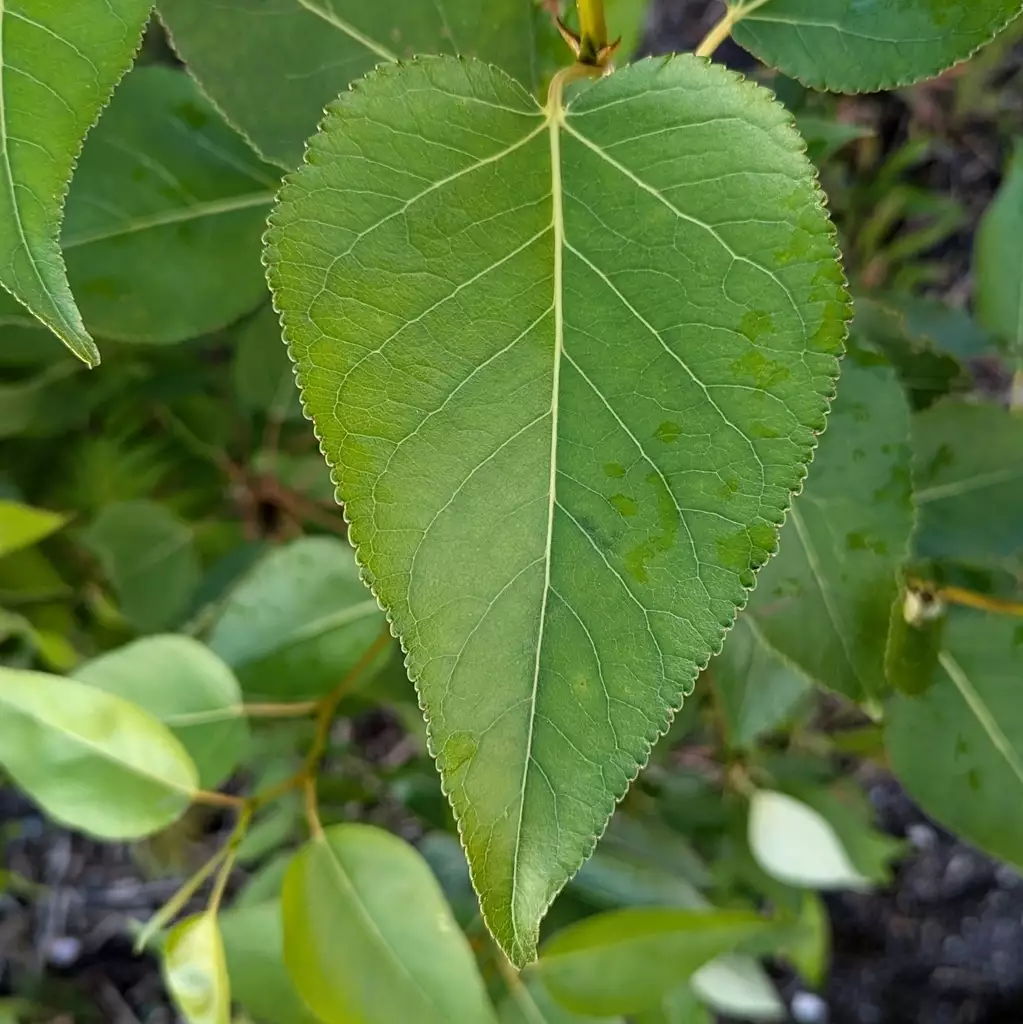 Populus balsamifera - Deciduous,Medicinal Herbs,Tree,Web page ...