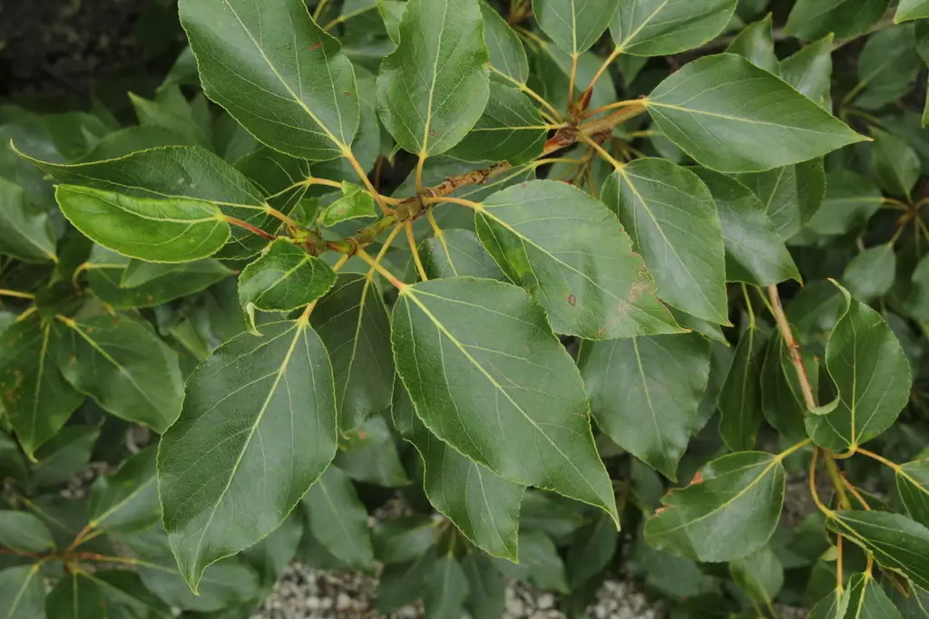 Populus balsamifera - Deciduous,Medicinal Herbs,Tree,Web page ...