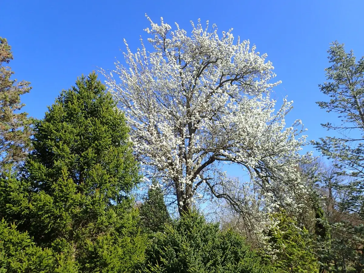 Pyrus ussuriensis - Deciduous,Flowering Tree - Chinese Pear, Harbin ...