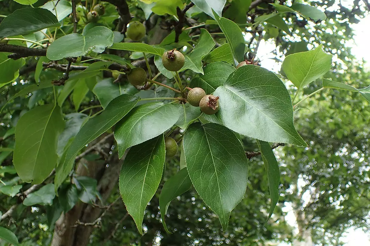 Pyrus ussuriensis - Deciduous,Flowering Tree - Chinese Pear, Harbin ...