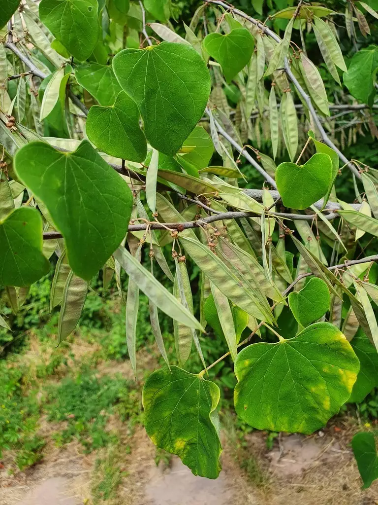 Cercis siliquastrum - Flowering Tree - Judas Tree