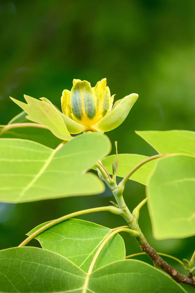 Liriodendron chinense - Deciduous - Chinese Tulip Tree, Chinese Tuliptree