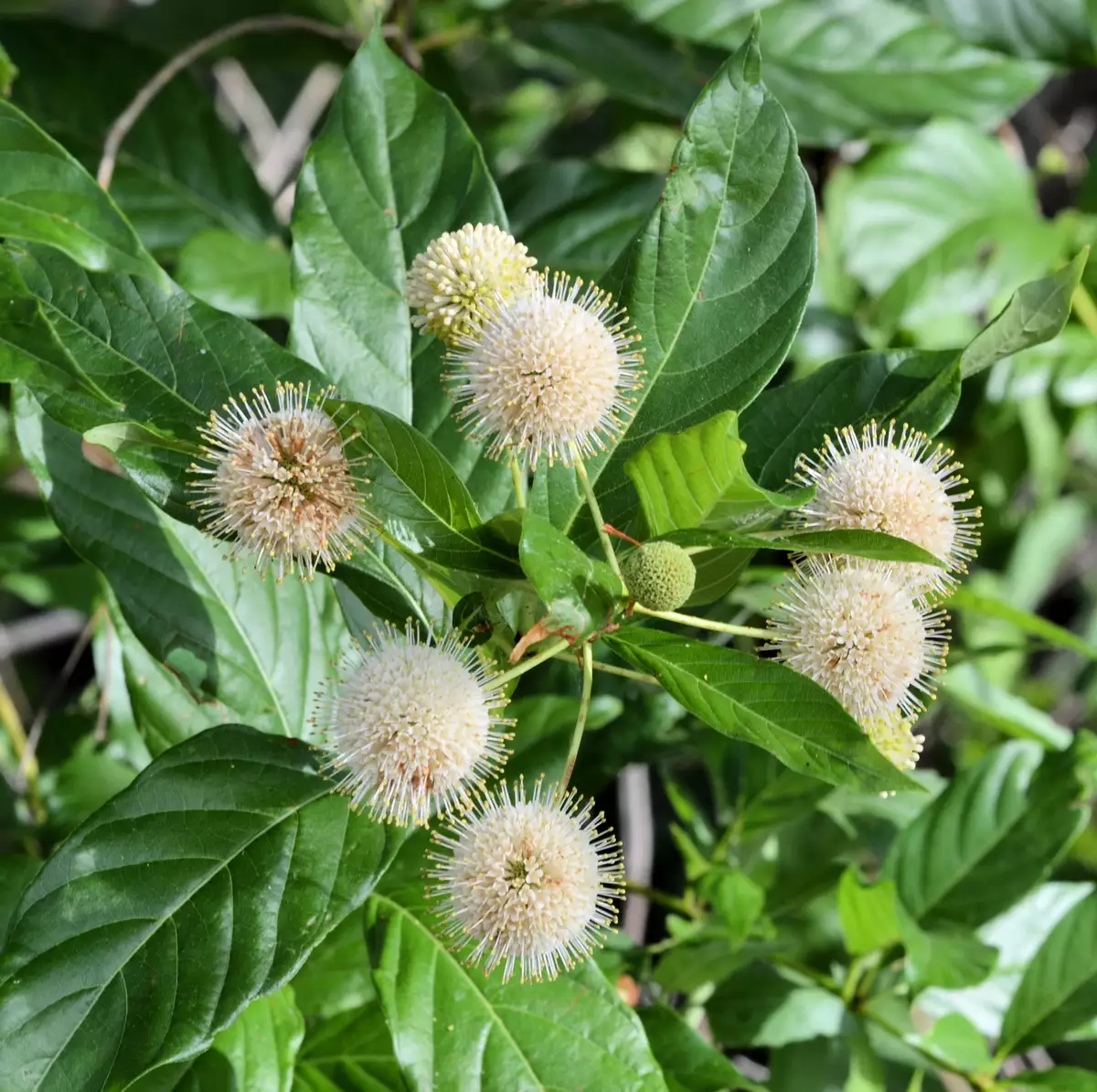 Cephalanthus occidentalis - Shrub - Button-willow, Buttonbush, Common ...