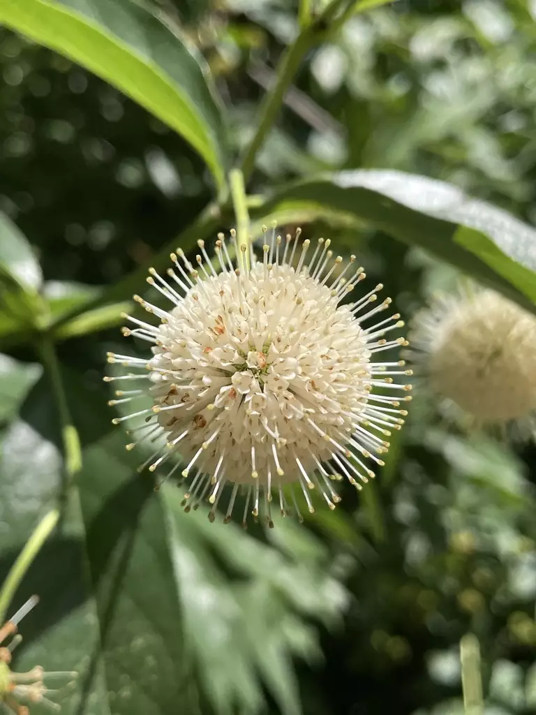 Cephalanthus occidentalis - Shrub - Button-willow, Buttonbush, Common ...