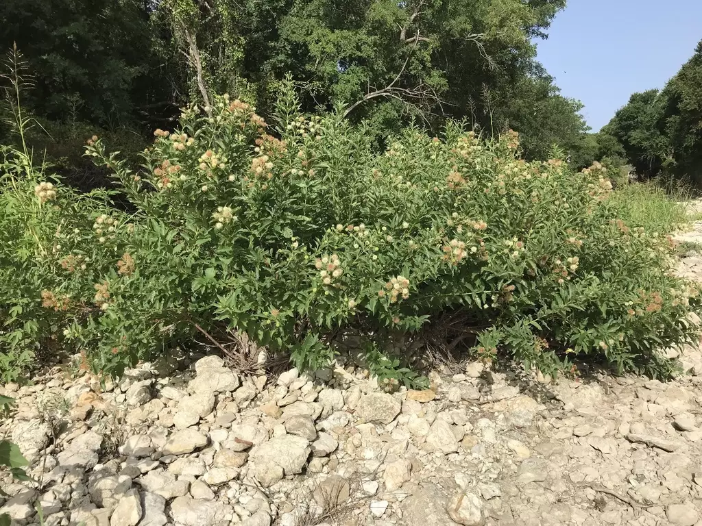 Cephalanthus occidentalis - Shrub - Button-willow, Buttonbush, Common ...