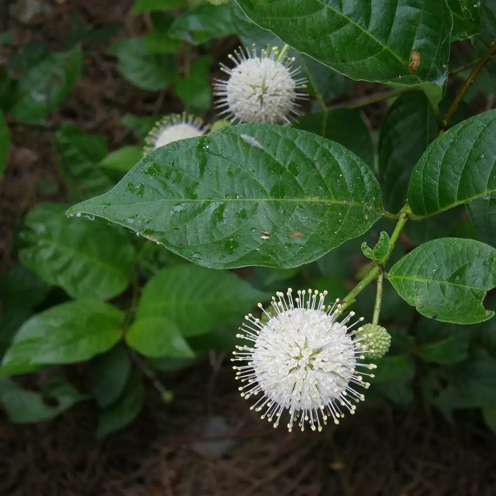 Cephalanthus occidentalis - Shrub - Button-willow, Buttonbush, Common ...