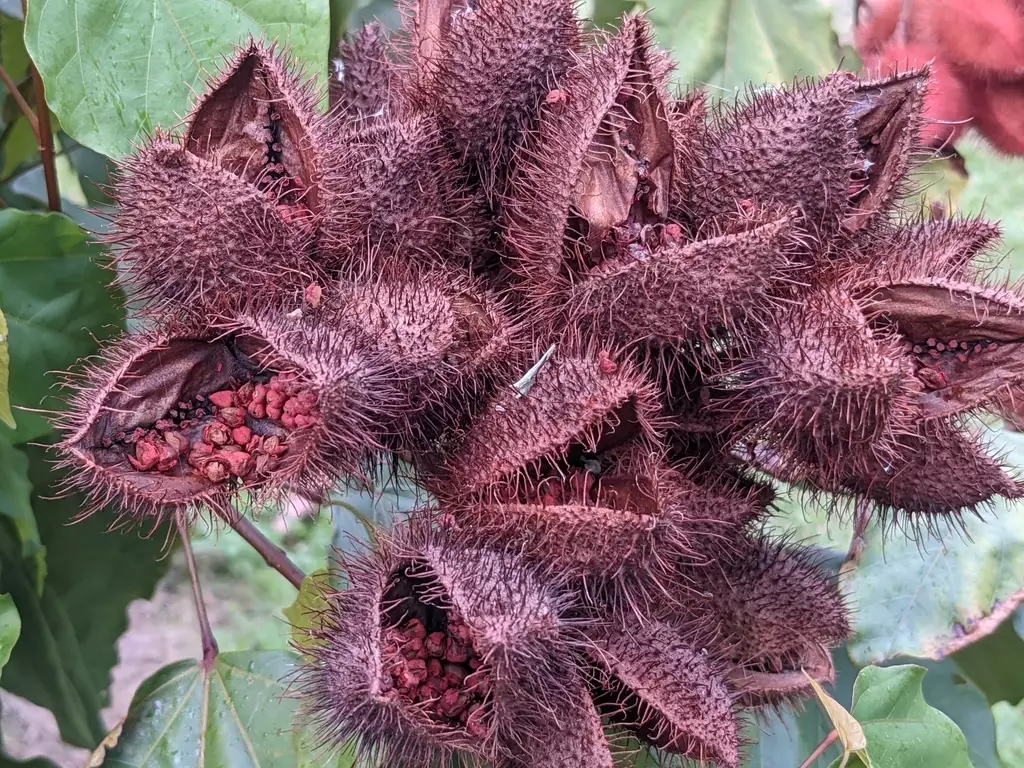 Bixa orellana - Flowering Tree,Medicinal Herbs,Tropical - Achiote ...