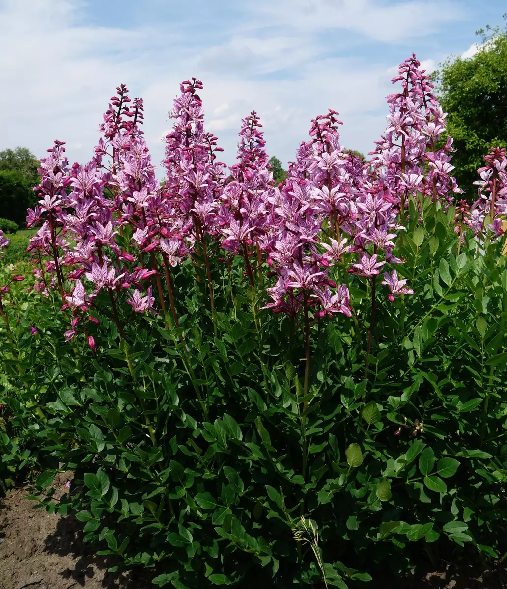 Dictamnus albus - Herbaceous Plants,Perennial - Burningbush, Dittany ...