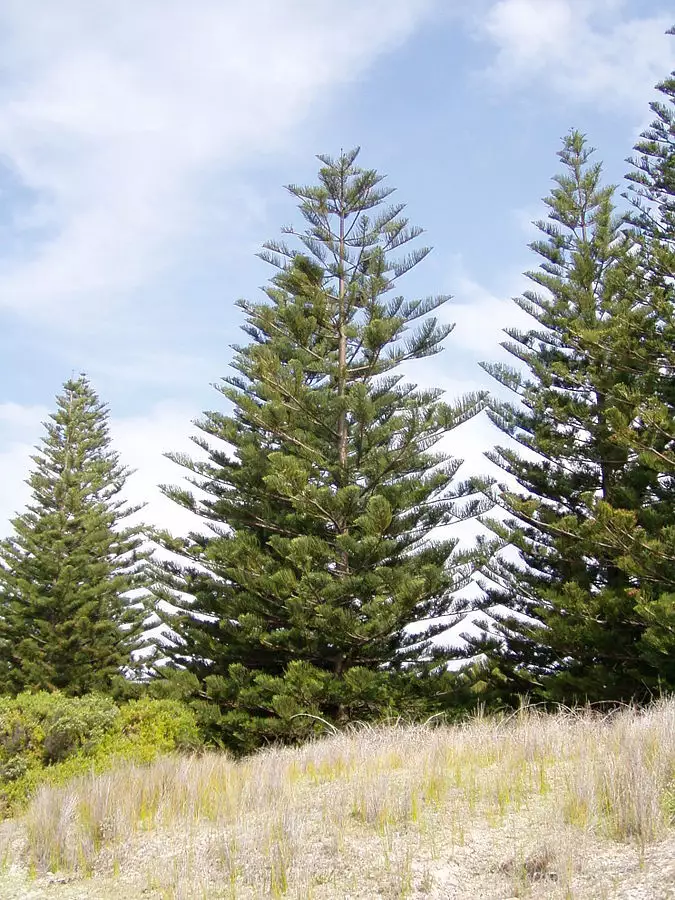 Araucaria heterophylla - Web page Navigation - Norfolk Island Pine ...