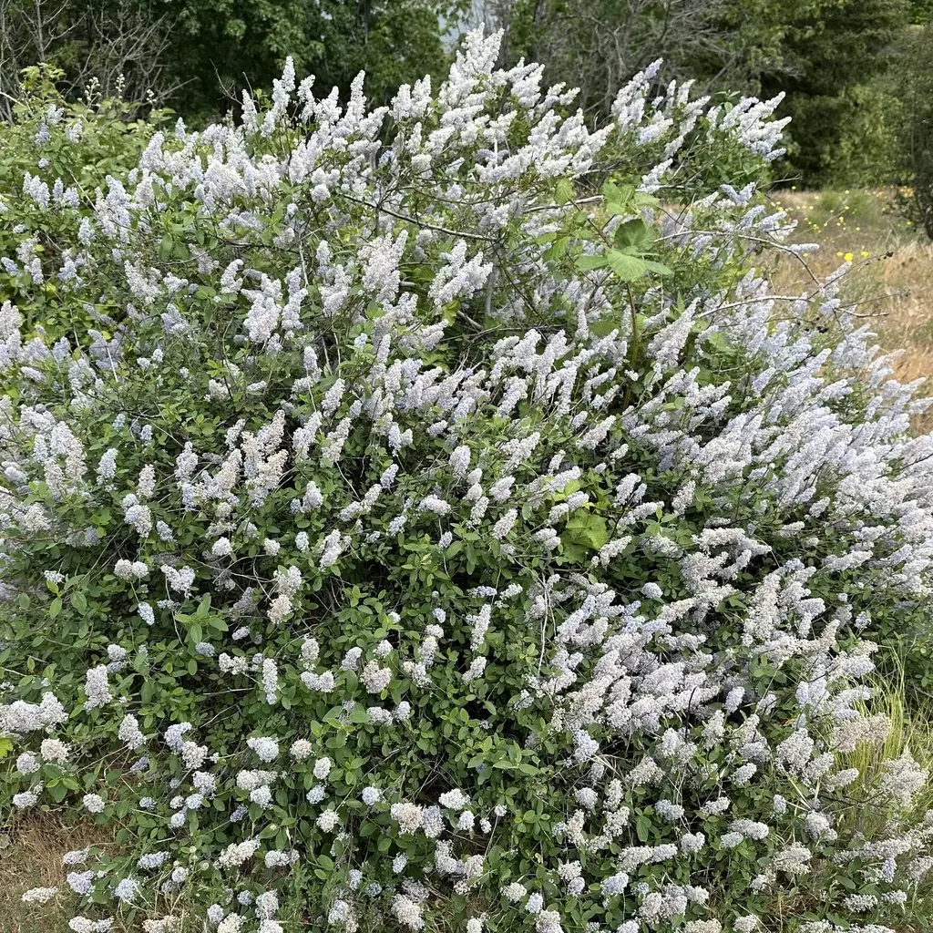 Ceanothus integerrimus - Shrub,Shrub and Vine Seeds,Web page Navigation ...