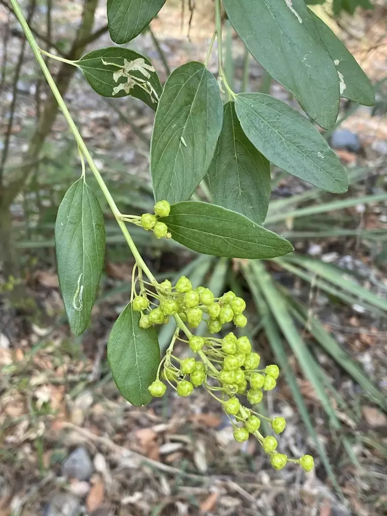 Ceanothus integerrimus - Shrub,Shrub and Vine Seeds,Web page Navigation ...