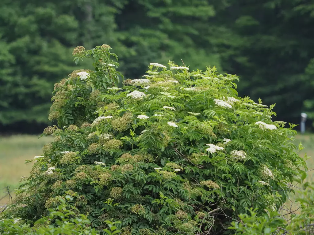 Sambucus canadensis - Shrub - American Black Elderberry, American ...