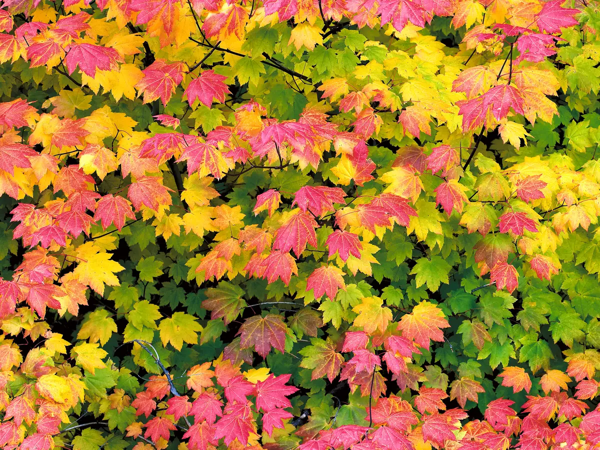 Acer circinatum - Hardwood - Vine Maple