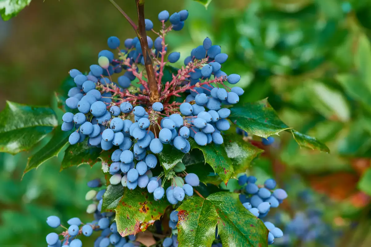 Mahonia aquifolium - Medicinal Herbs,Shrub - Tall Oregon-grape