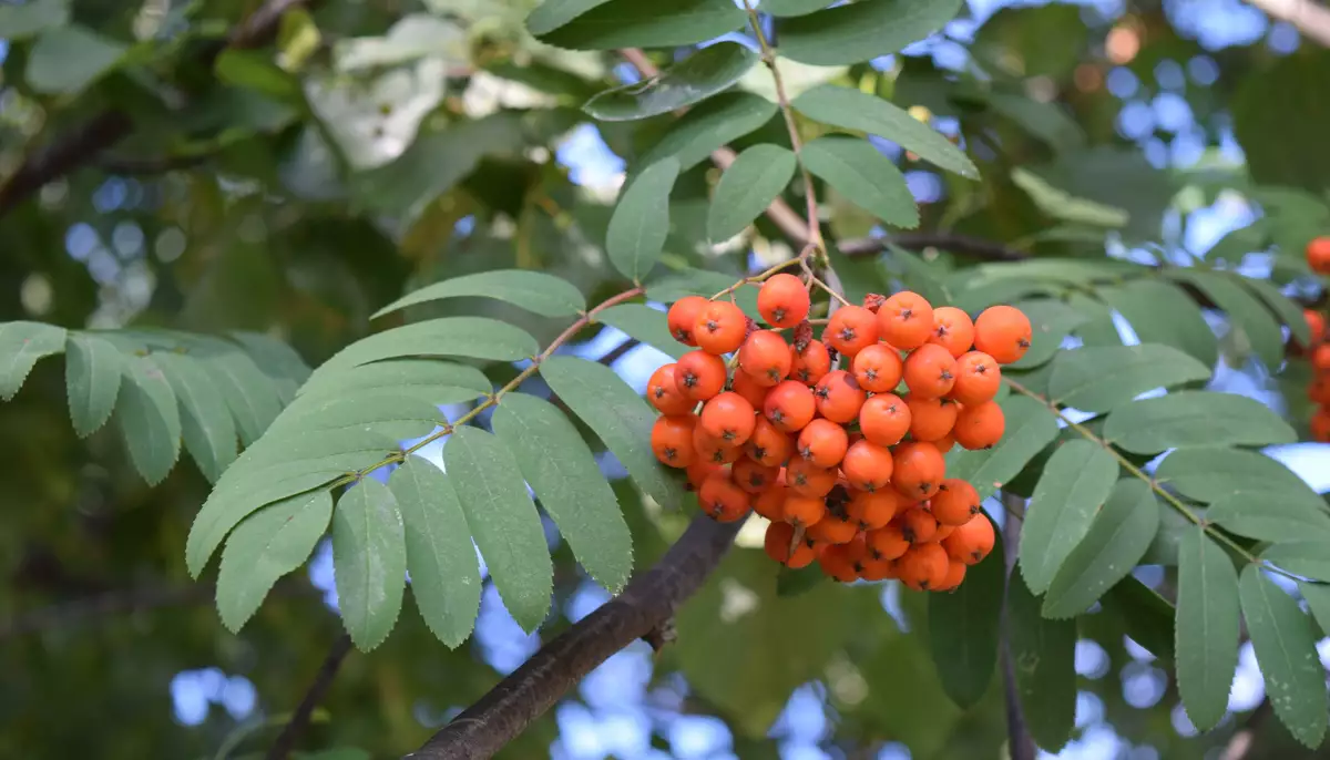 Sorbus decora - Medicinal Herbs,Ornamental Fruit - Northern Mountain ...