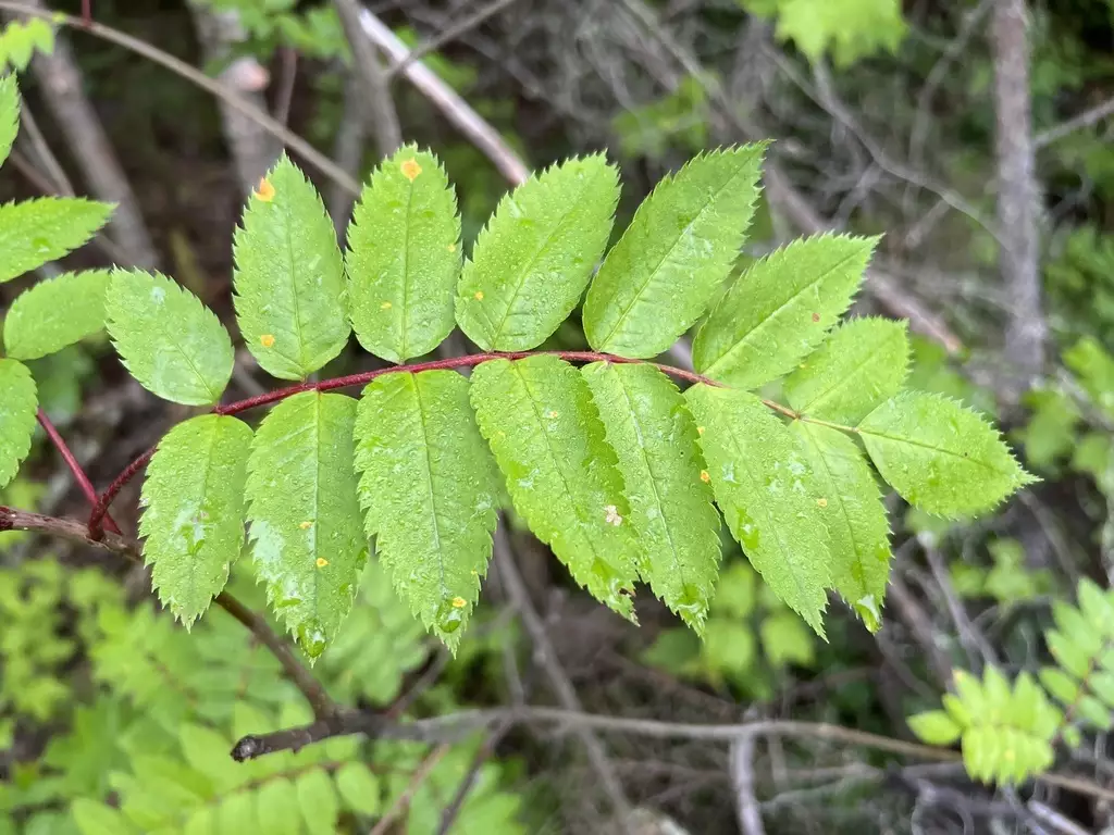 Sorbus decora - Medicinal Herbs,Ornamental Fruit - Northern Mountain ...