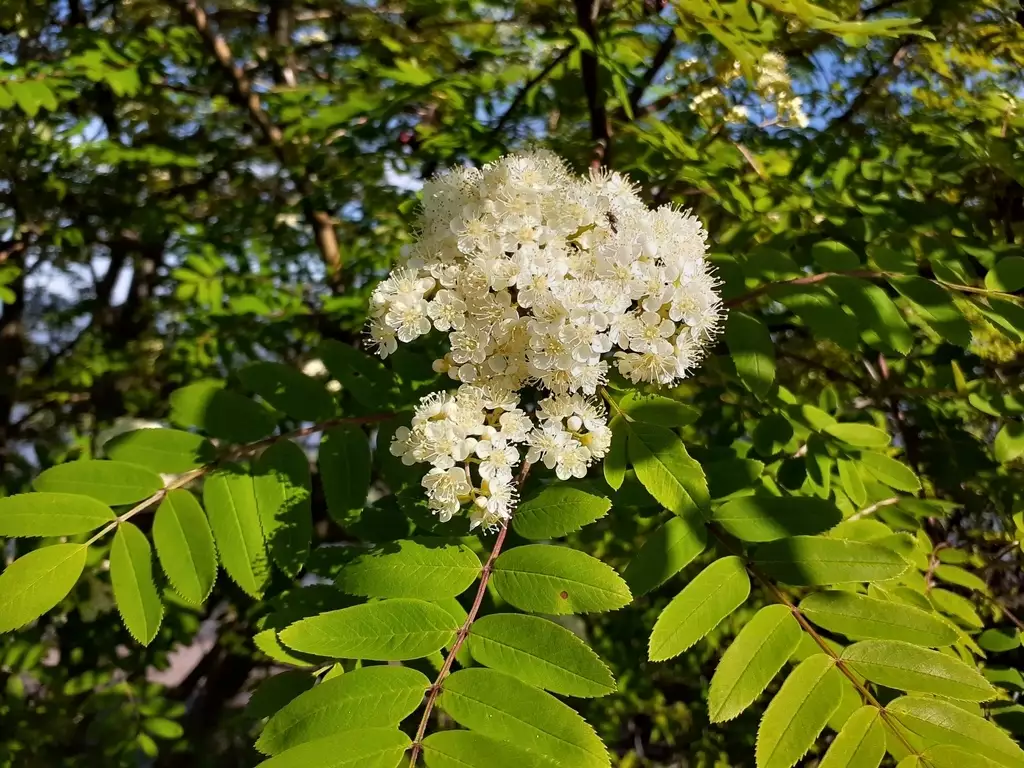Sorbus decora - Medicinal Herbs,Ornamental Fruit - Northern Mountain ...