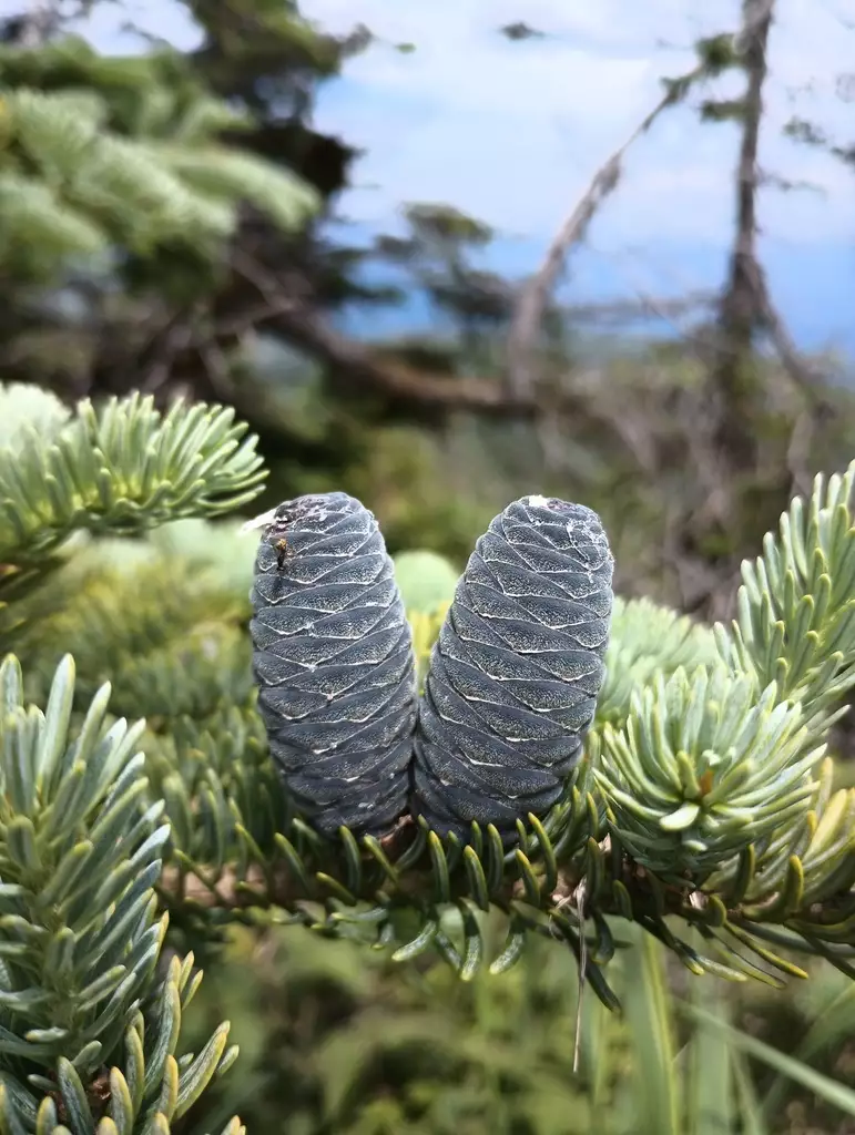 Abies balsamea Minnesota - Conifer - Balsam Fir