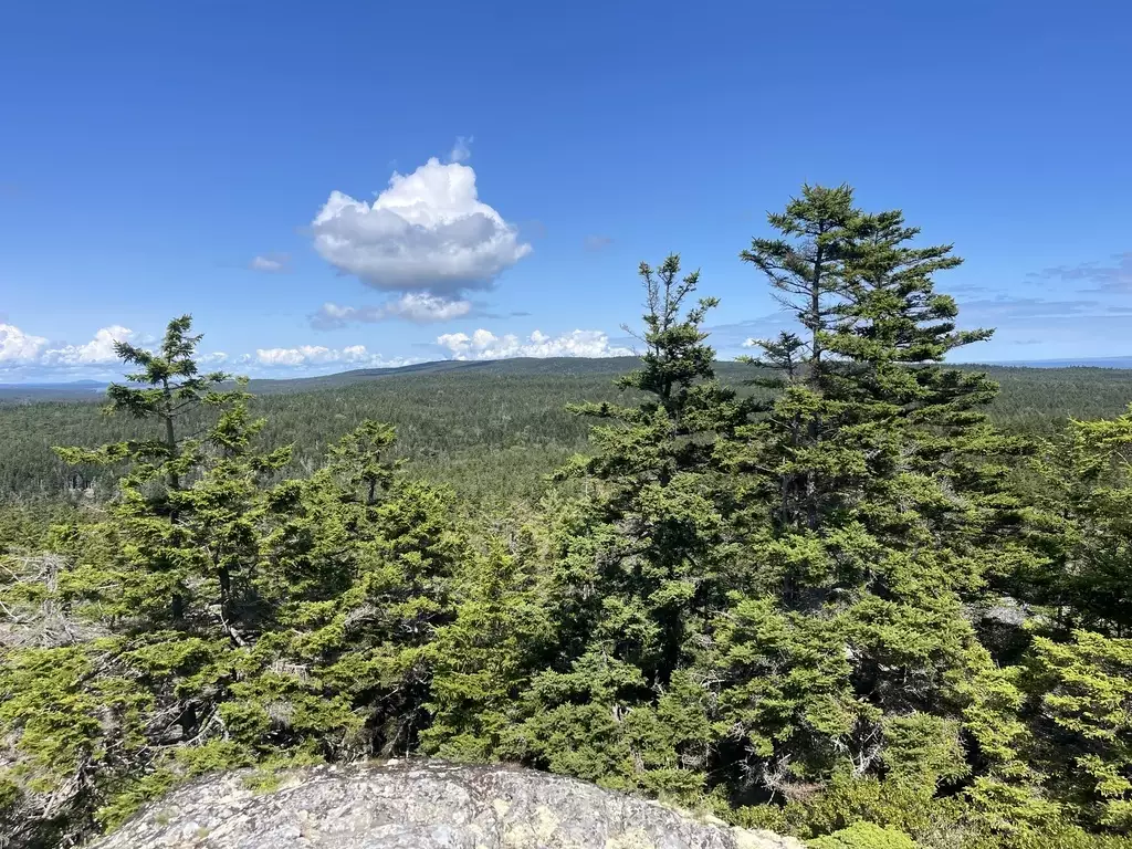 Abies balsamea Minnesota - Conifer - Balsam Fir