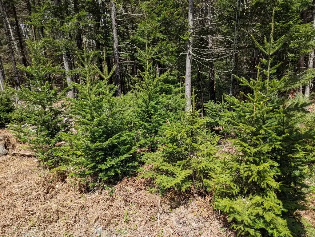 Abies balsamea Minnesota - Conifer - Balsam Fir